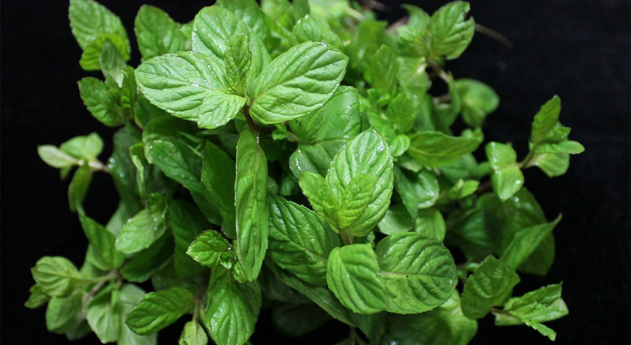How to grow Mint - Cambridge Garden Services
