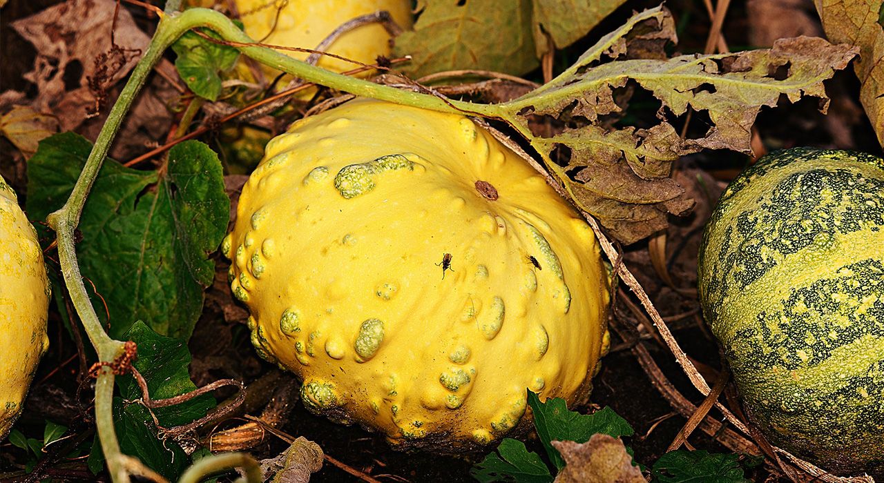 How to grow Courgettes and Squash - Cambridge Garden Services
