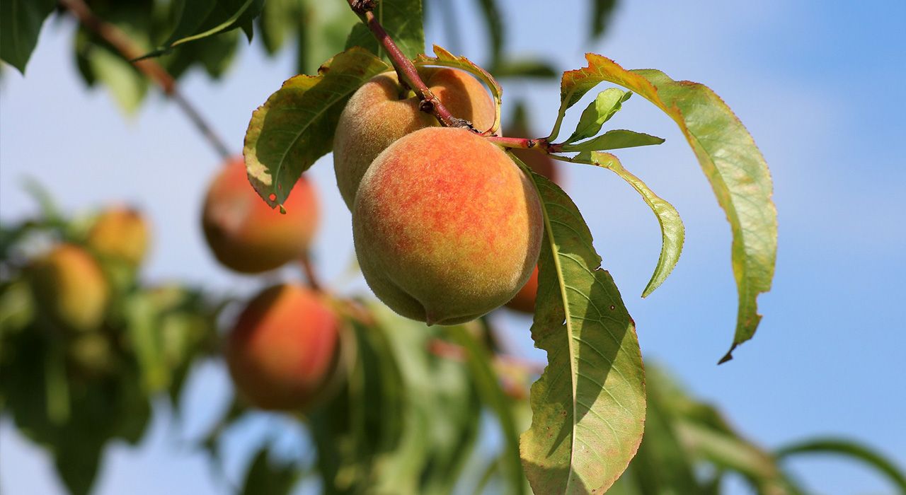 How to grow peach trees - Cambridge Garden Services